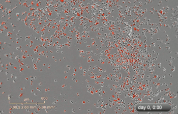 MCT in Motion | Molecular Cancer Therapeutics | American Association ...
