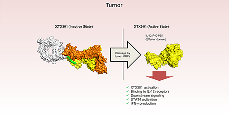 First Disclosures | Molecular Cancer Therapeutics | American ...