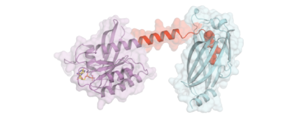 RAS Inhibitors Promising for Pancreatic Cancer | Cancer Discovery News ...