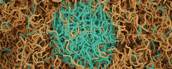 A Micropeptide Killswitch May Shed Light on Condensate Formation in ...
