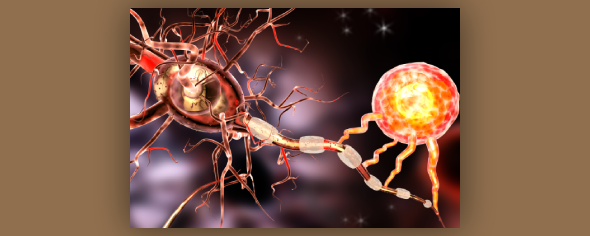 Cancer–Neuron Pseudo-Synapses Promote Pancreatic Cancer Growth | Cancer ...