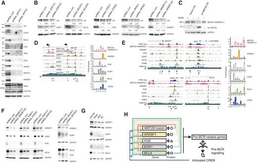 Targeting MEF2D-fusion Oncogenic Transcriptional Circuitries in B-cell ...