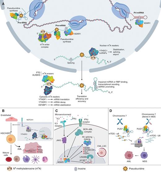 Epitranscriptomics in Hematopoiesis and Hematologic Malignancies ...