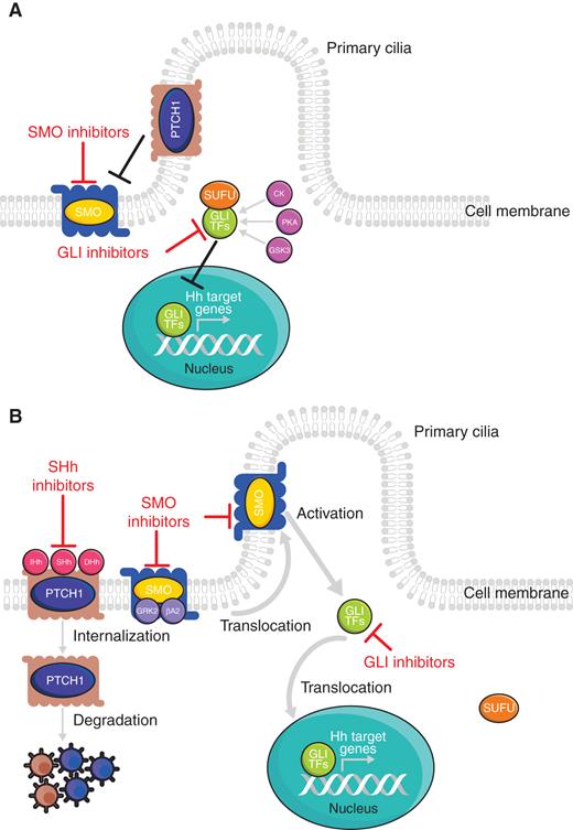 Hedgehog Pathway Inhibitors: A New Therapeutic Class for the Treatment ...
