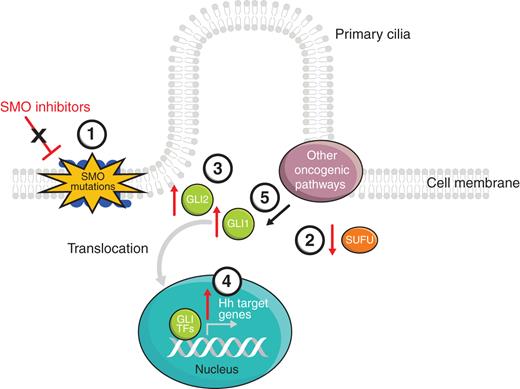 Hedgehog Pathway Inhibitors: A New Therapeutic Class for the Treatment ...