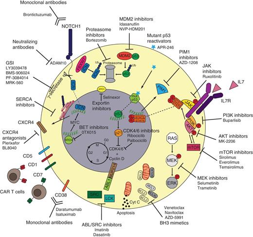 T-cell Acute Lymphoblastic Leukemia: A Roadmap to Targeted Therapies ...