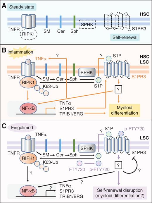 A Novel Function of Sphingolipid Signaling via S1PR3 in Hematopoietic ...