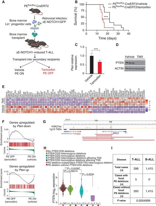 A Tumor Suppressor Enhancer of PTEN in T-cell Development and Leukemia ...