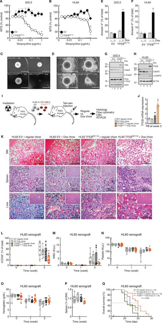 TFEB Links MYC Signaling to Epigenetic Control of Myeloid ...