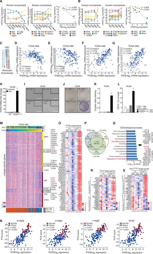 TFEB Links MYC Signaling to Epigenetic Control of Myeloid ...