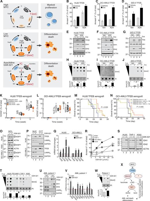 TFEB Links MYC Signaling to Epigenetic Control of Myeloid ...