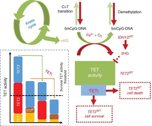 A Therapeutic Strategy for Preferential Targeting of TET2-Mutant and ...