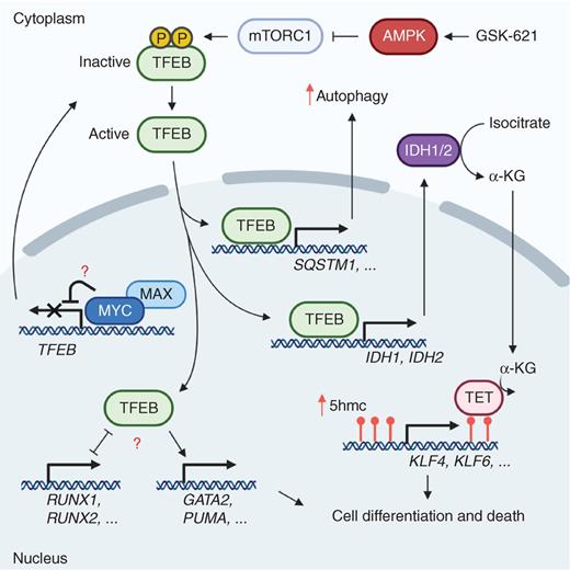 MYC and TFEB Control DNA Methylation and Differentiation in AML | Blood ...