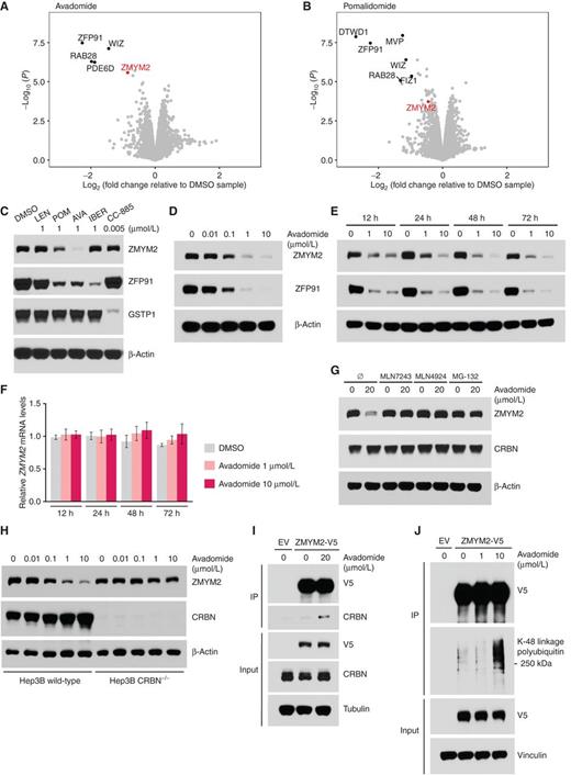 Avadomide Induces Degradation of ZMYM2 Fusion Oncoproteins in ...