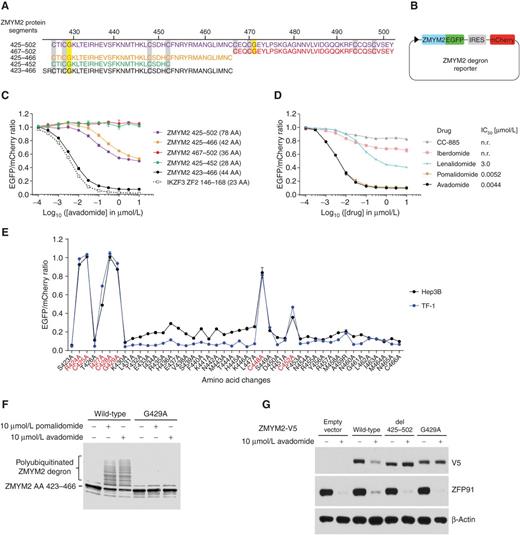 Avadomide Induces Degradation of ZMYM2 Fusion Oncoproteins in ...