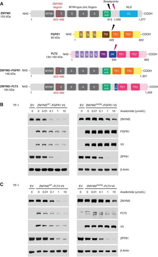 Avadomide Induces Degradation of ZMYM2 Fusion Oncoproteins in ...