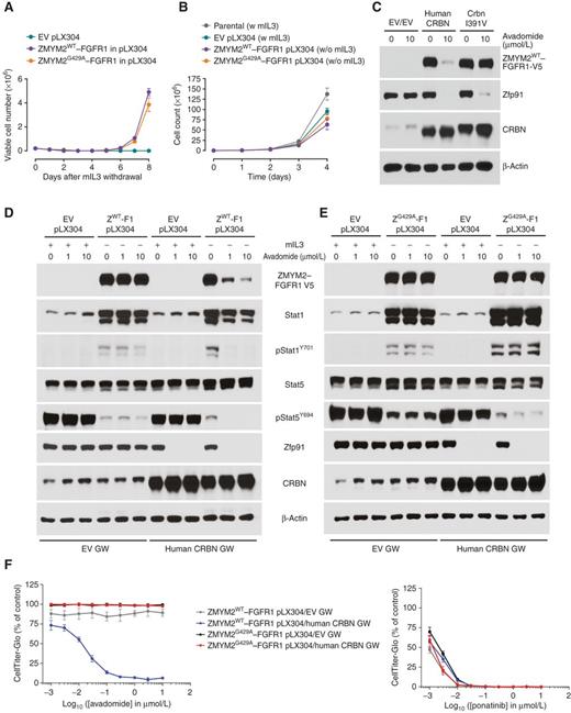Avadomide Induces Degradation of ZMYM2 Fusion Oncoproteins in ...