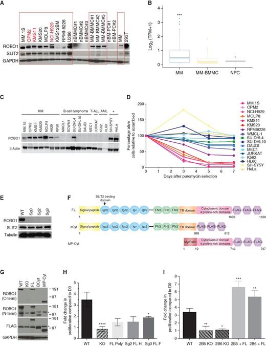 ROBO1 Promotes Homing, Dissemination, and Survival of Multiple Myeloma ...
