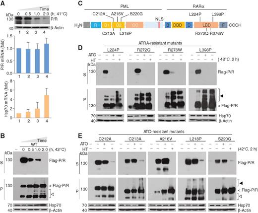 Hyperthermia Selectively Destabilizes Oncogenic Fusion Proteins | Blood ...
