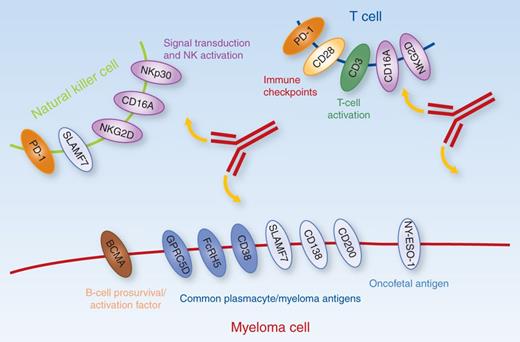 Bispecific Antibodies in Multiple Myeloma: Present and Future | Blood ...