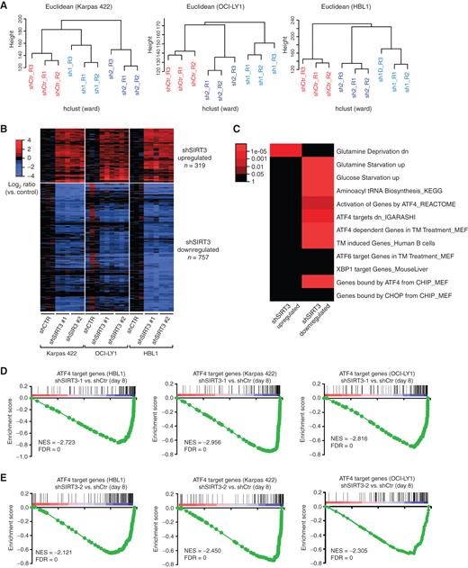 Translational Activation of ATF4 through Mitochondrial Anaplerotic ...