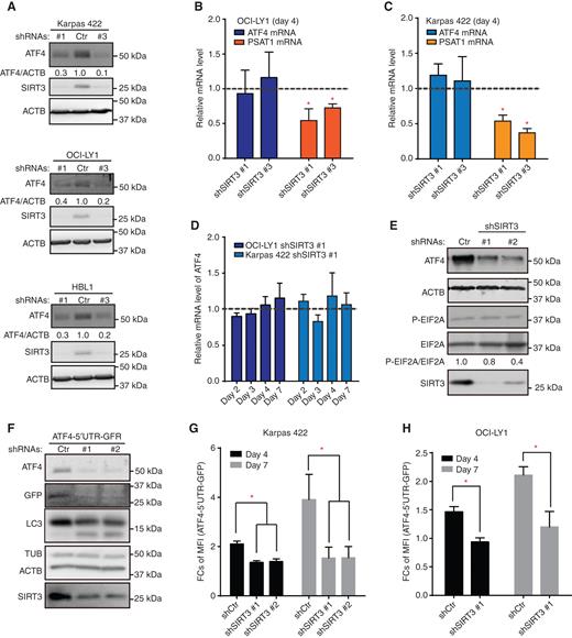 Translational Activation of ATF4 through Mitochondrial Anaplerotic ...