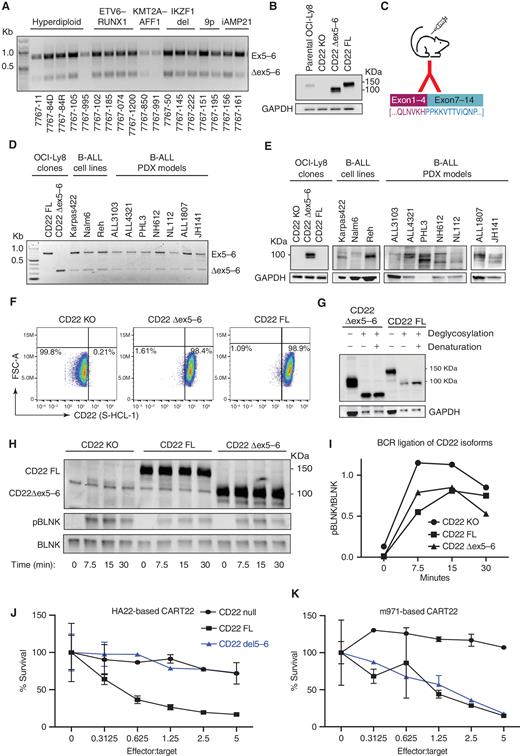 Modulation of CD22 Protein Expression in Childhood Leukemia by ...