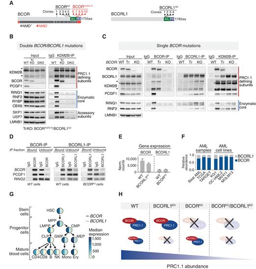 BCOR and BCORL1 Mutations Drive Epigenetic Reprogramming and Oncogenic ...