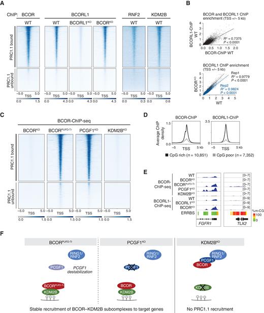 BCOR and BCORL1 Mutations Drive Epigenetic Reprogramming and Oncogenic ...