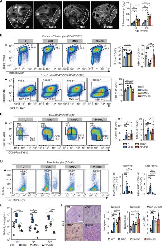 Distinct Genetically Determined Origins of Myd88/BCL2-Driven Aggressive ...