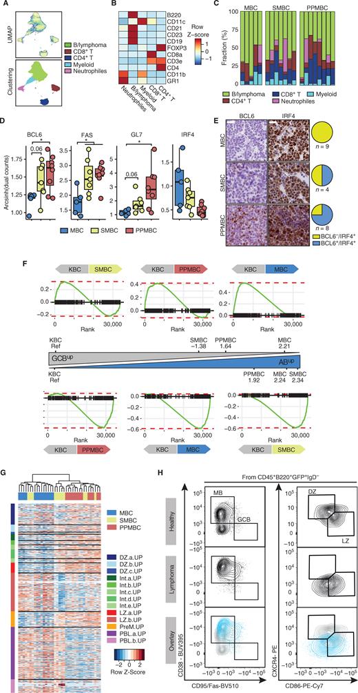 Distinct Genetically Determined Origins of Myd88/BCL2-Driven Aggressive ...