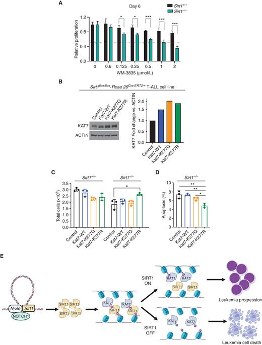A Therapeutically Targetable NOTCH1–SIRT1–KAT7 Axis in T-cell Leukemia ...