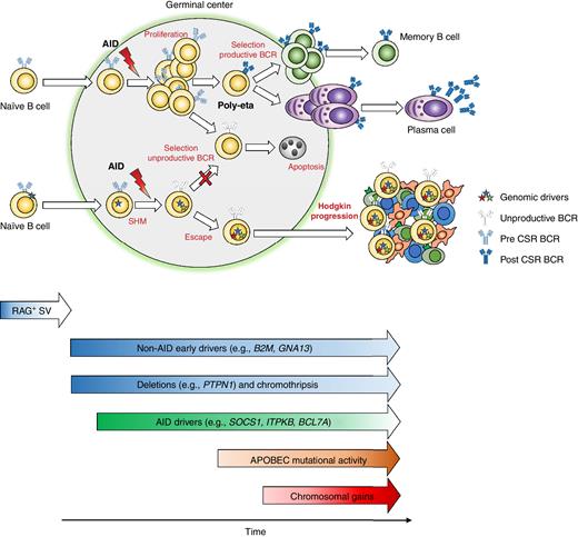 Molecular Evolution of Classic Hodgkin Lymphoma Revealed Through Whole ...