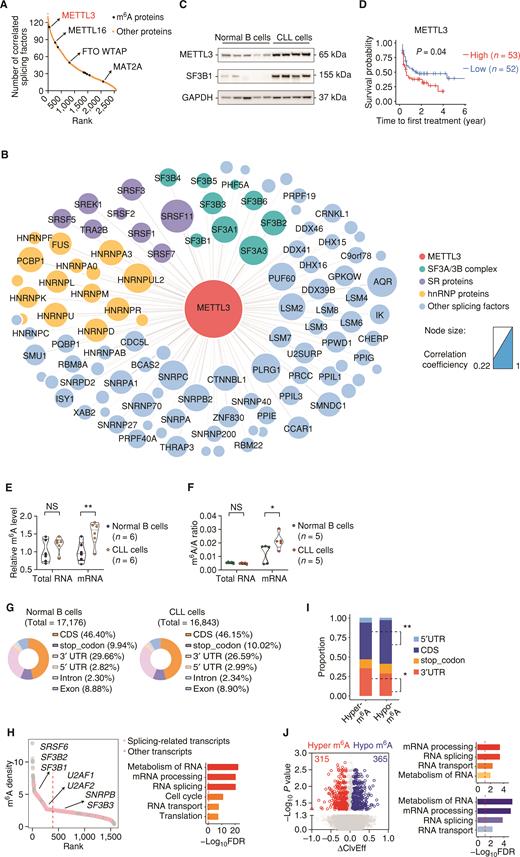 METTL3-Mediated m6A Modification Controls Splicing Factor Abundance and ...