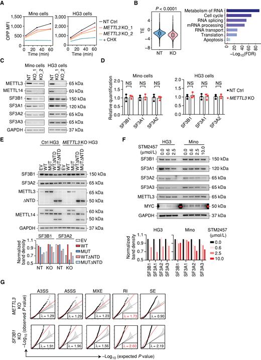 METTL3-Mediated m6A Modification Controls Splicing Factor Abundance and ...