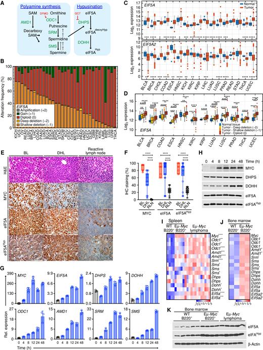 The Polyamine–Hypusine Circuit Controls an Oncogenic Translational ...
