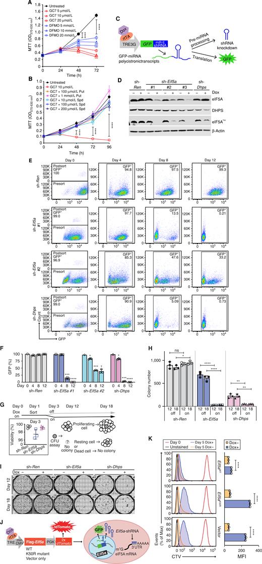 The Polyamine–Hypusine Circuit Controls an Oncogenic Translational ...