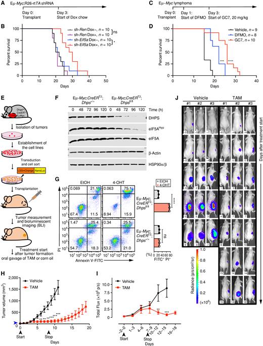 The Polyamine–Hypusine Circuit Controls an Oncogenic Translational ...