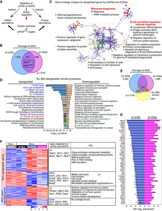 The Polyamine–Hypusine Circuit Controls an Oncogenic Translational ...