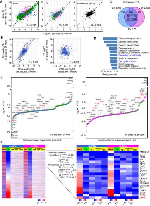 The Polyamine–Hypusine Circuit Controls an Oncogenic Translational ...