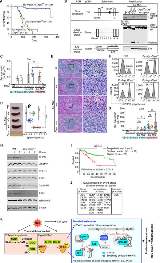 The Polyamine–Hypusine Circuit Controls an Oncogenic Translational ...