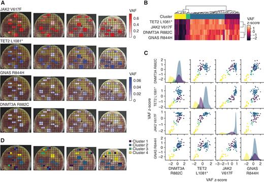 Spatial Mapping of Hematopoietic Clones in Human Bone Marrow | Blood ...