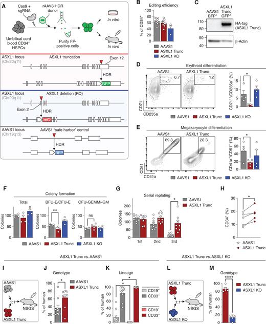 Human ASXL1-Mutant Hematopoiesis Is Driven by a Truncated Protein ...