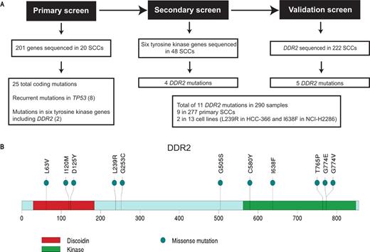 Mutations in the DDR2 Kinase Gene Identify a Novel Therapeutic Target ...