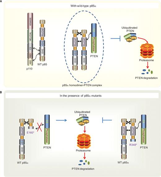 High Frequency of PIK3R1 and PIK3R2 Mutations in Endometrial Cancer ...
