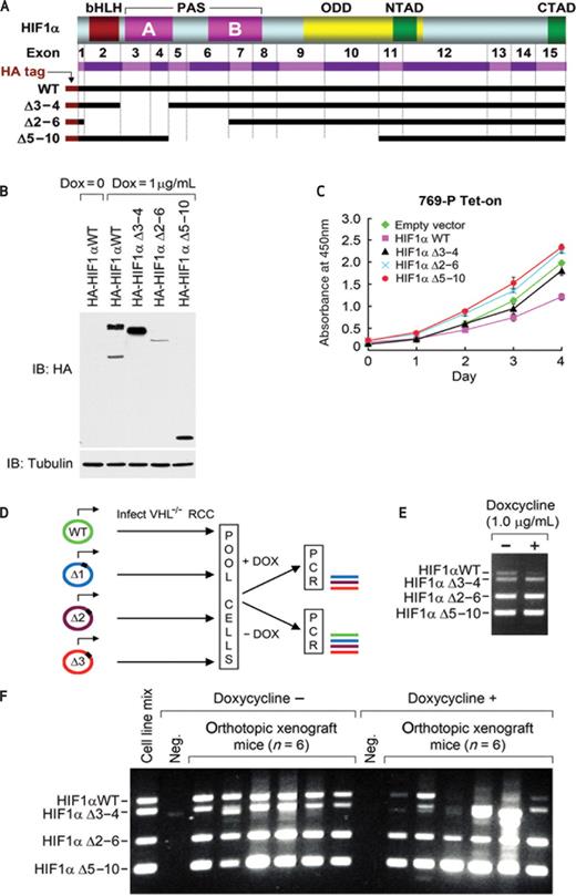 Genetic and Functional Studies Implicate HIF1α as a 14q Kidney Cancer ...