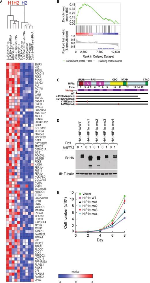 Genetic and Functional Studies Implicate HIF1α as a 14q Kidney Cancer ...