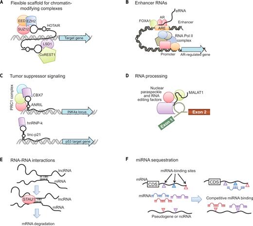 The Emergence of lncRNAs in Cancer Biology | Cancer Discovery ...