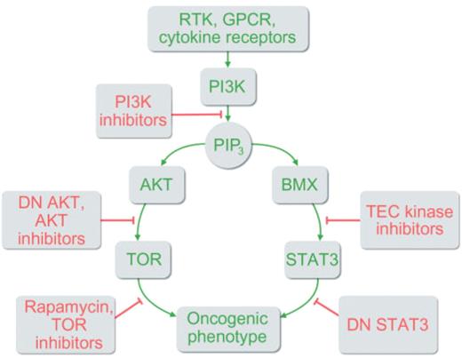 PI3K and STAT3: A New Alliance | Cancer Discovery | American ...