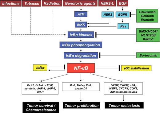 NF-κB in Cancer: A Matter of Life and Death | Cancer Discovery ...